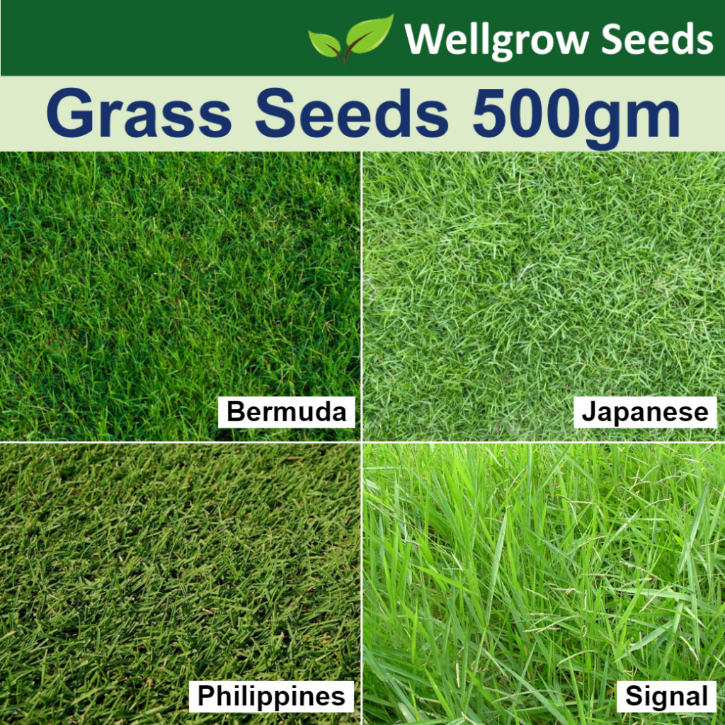 Grass Seeds Assorted - 500gm (Bermuda/Japanese/Philippines/Signal ...
