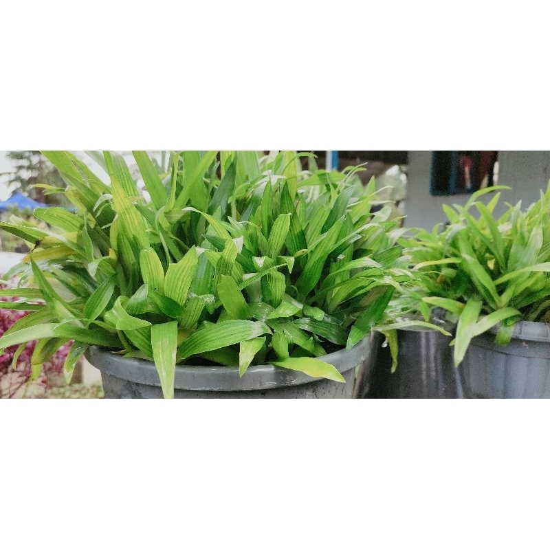 ANAK BENIH DAN DAUN BEIJING GRASS/RUMPUT SITI KHADIJAH/RUMPUT CINA ...