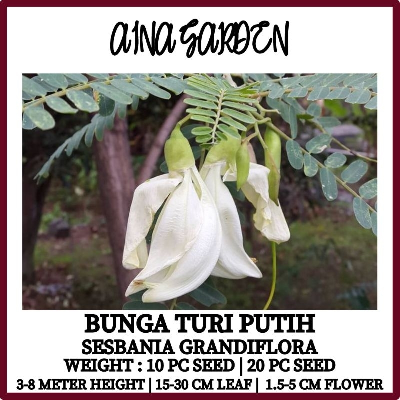 HSK BIJI BENIH POKOK BUNGA TURI KUNING PUTIH | SESBANIA GRANDIFLORA SEED | BIJI BENIH SAYUR ...