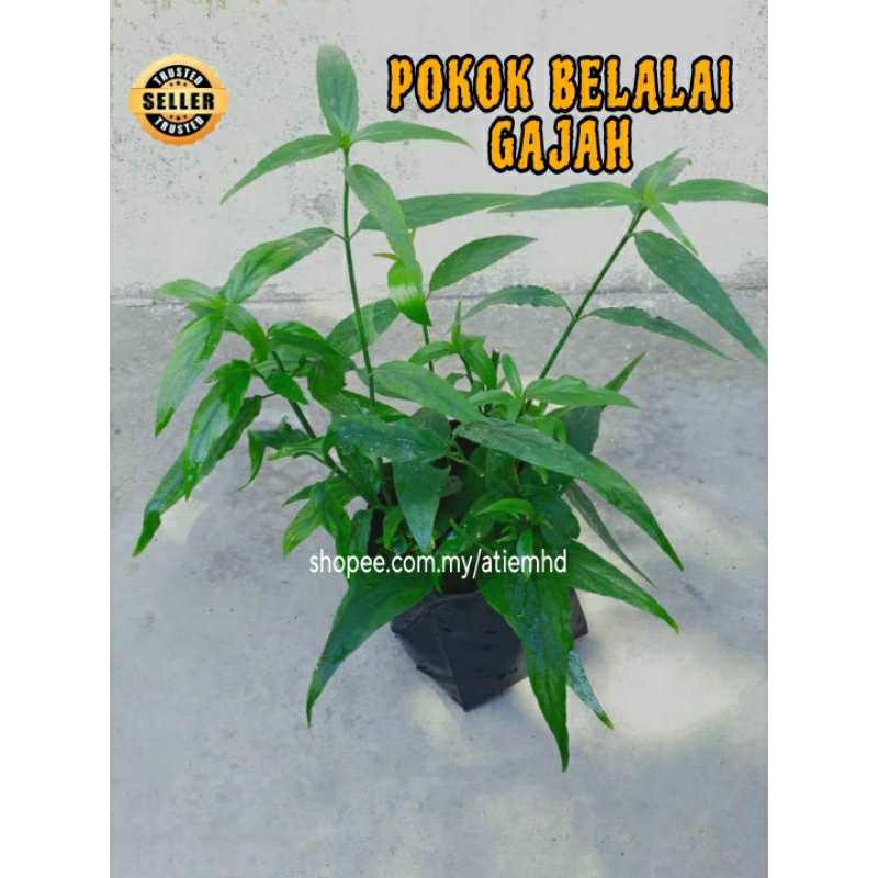 Pokok Belalai Gajah **anak pokok dalam polybag/ Keratan Batang 5 pcs ...