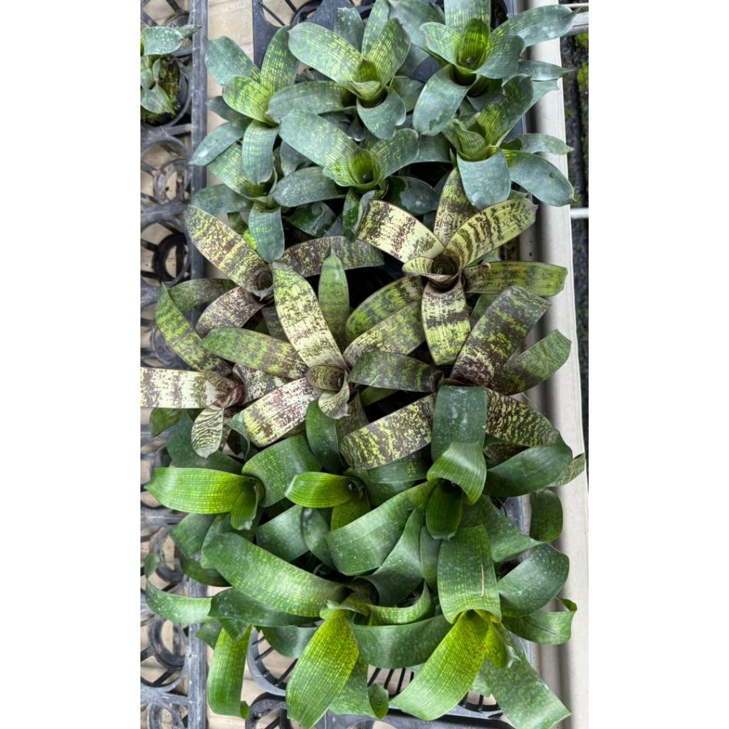 Bromeliad Vriesea Chestnut /Gigantea Nova / Espada ( RED @ GREEN) RARE ...