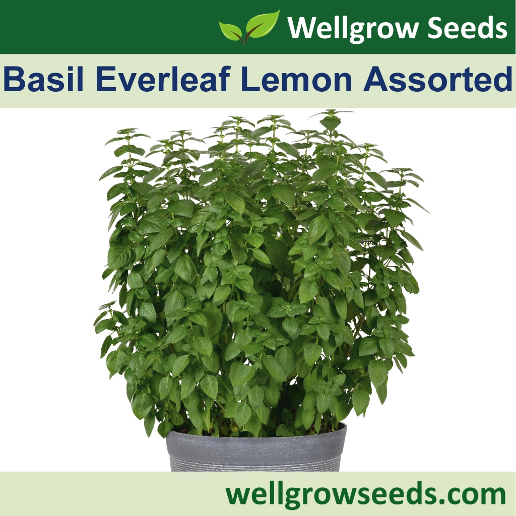 Basil Everleaf Lemon Assorted 柠檬罗勒：永远叶 Biji Selasih Herb Seeds Wellgrow ...