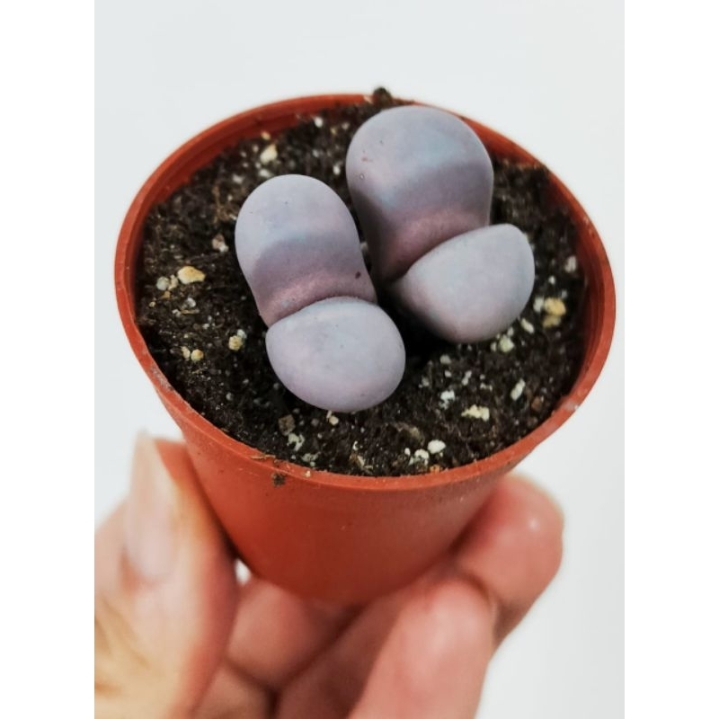 WAF succulent Lithops Meyer Hammer Ruby double head 双头红菊水 with 55mm pot ...