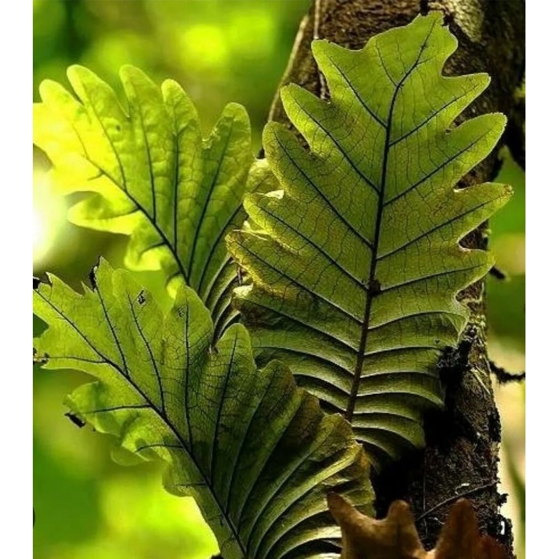 Fern Aglaomorpha splendens🌵Real plant Rare)🌵ready stock | Shopee Malaysia