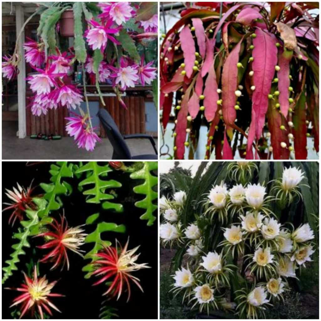 Bakawali Mini/Magenta/Fishbone/Mutiara/Christmas Cactus(Red ...