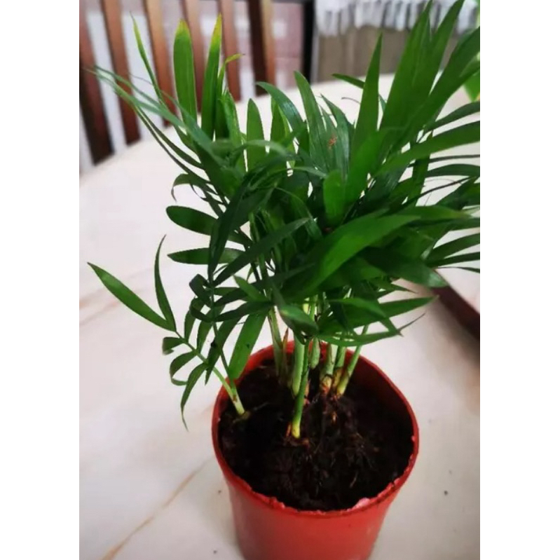 pokok palma buluh pokok hidup hiasan rumah Bamboo palm # # indoor plant ...