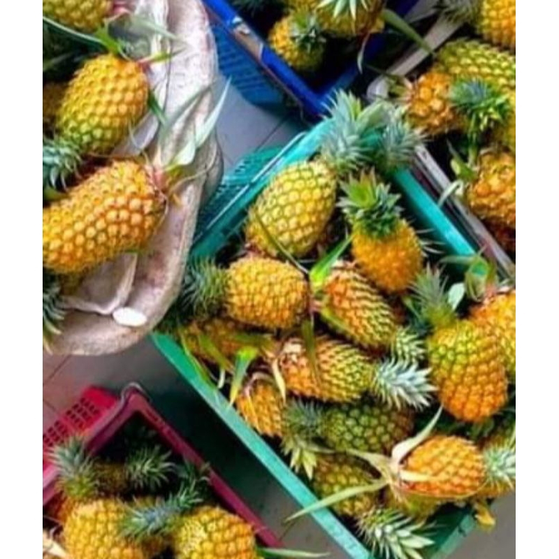Pokok Nenas Cobek / Nenas Cobek | Shopee Malaysia