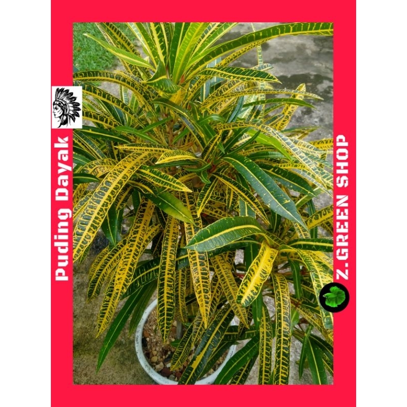 Pokok Puding Dayak Daun Panjang | Shopee Malaysia