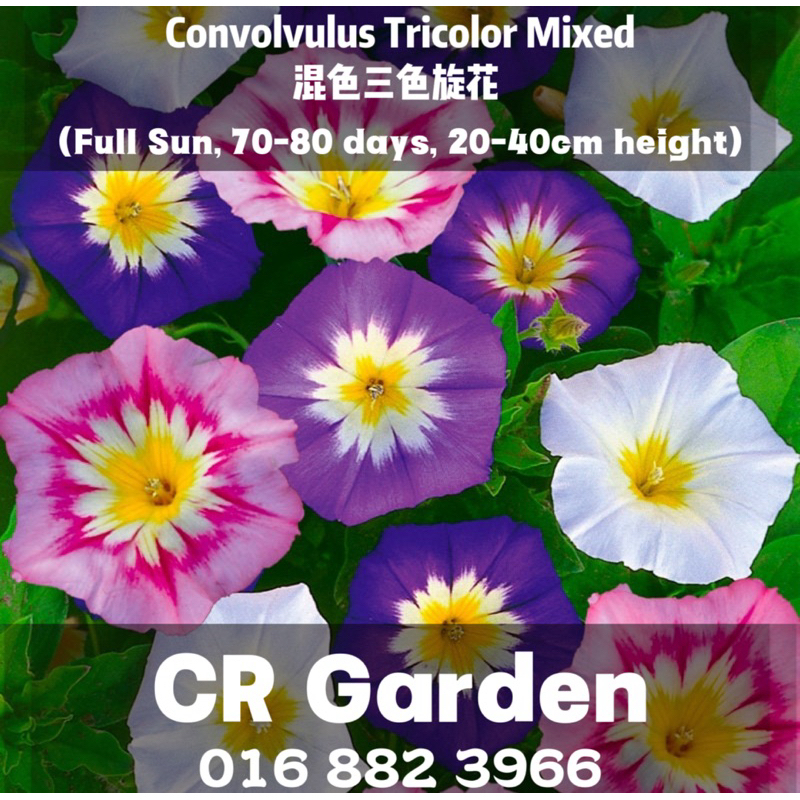 Convolvulus Tricolor Mixed 5 Seeds 混色三色旋花 5粒(Full Sun, 70-80 days, 20 ...