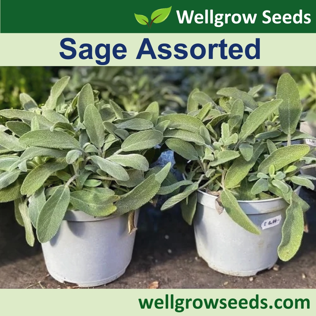 Sage Seeds Assorted (0.5gm)鼠尾草 Herb Seeds Wellgrow Seeds | Shopee Malaysia