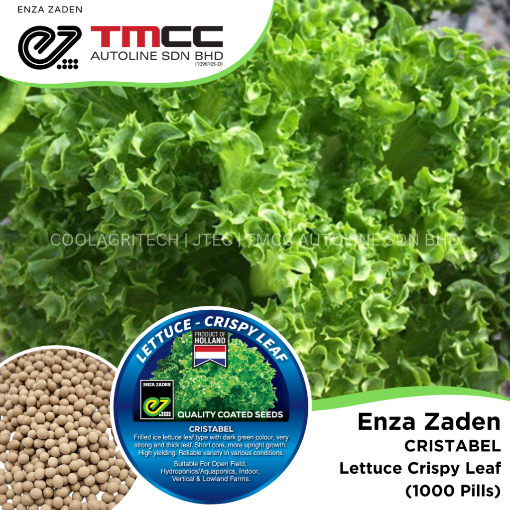 Enza Zaden - CRISTABEL - Crispyleaf Lettuce - Coated Pill Seeds ...