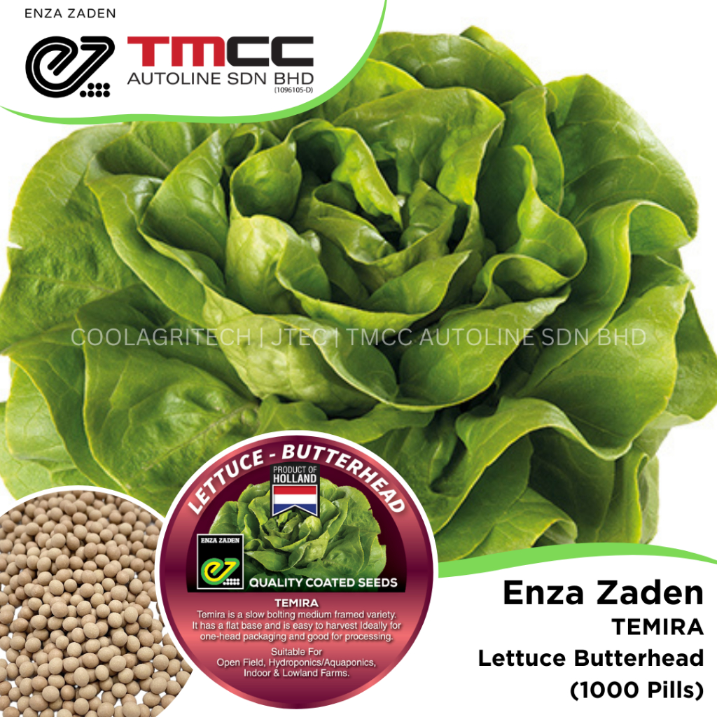 Enza Zaden - TEMIRA - Butterhead Lettuce - Coated Pill Seeds - Product ...