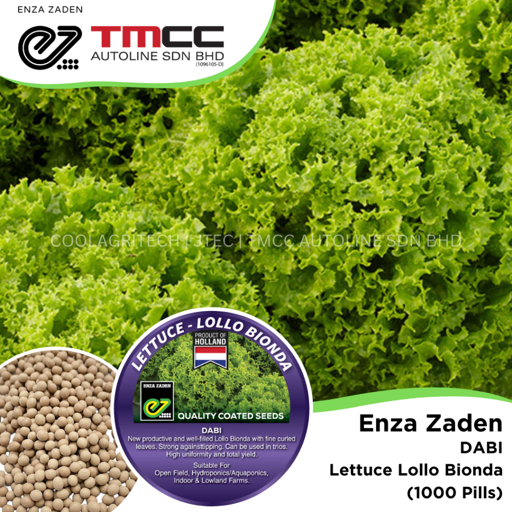 Enza Zaden - DABI - Lollo Bionda Lettuce - Coated Pill Seeds - Product ...