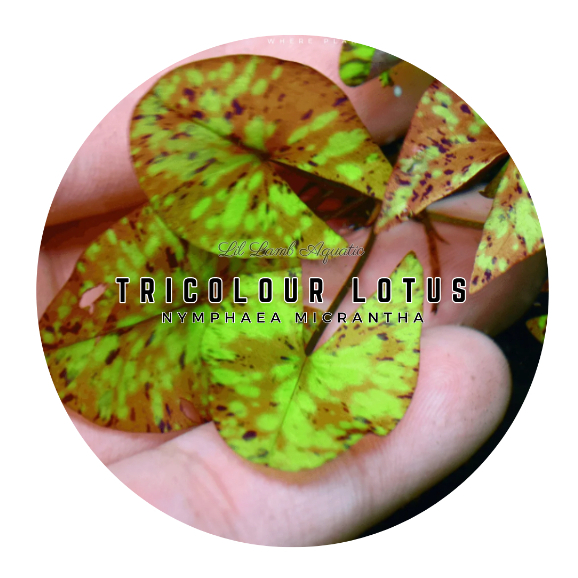 [Aquatic Plant] Tricolor Lotus Nymphaea Micrantha Low Tech Plants Rare ...
