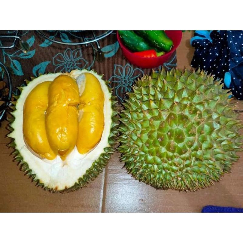 anak pokok banih durian tangkai panjang/ kanyau (D158 ) | Shopee Malaysia