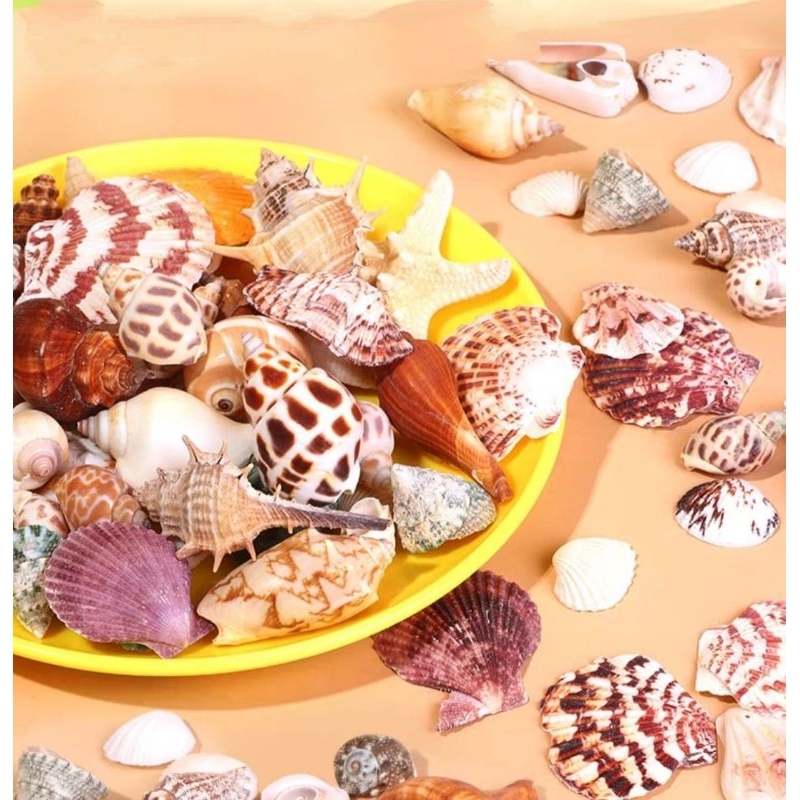 200g Natural Beach Sea Shells Aquarium Decoration Home Garden Decor ...