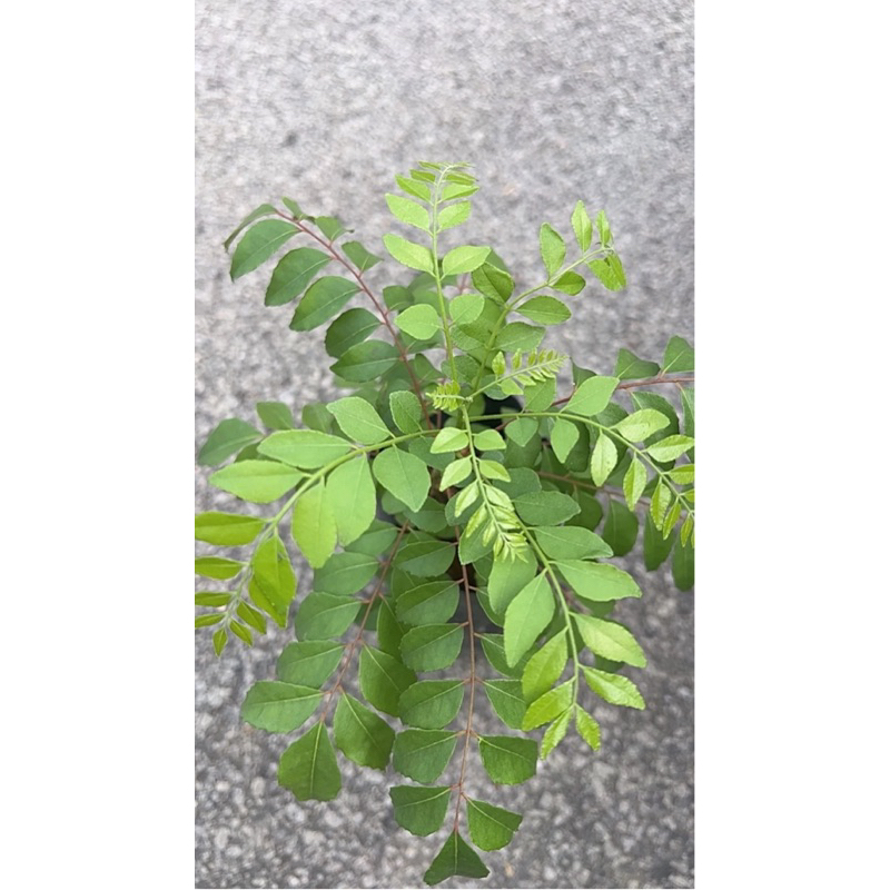 Kari Batang Merah @ Urat merah Bau Lebih Wangi | Shopee Malaysia