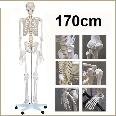 [Ready Stock] 170 cm Life Size Skeleton Model | Life-Size 170 cm Human ...