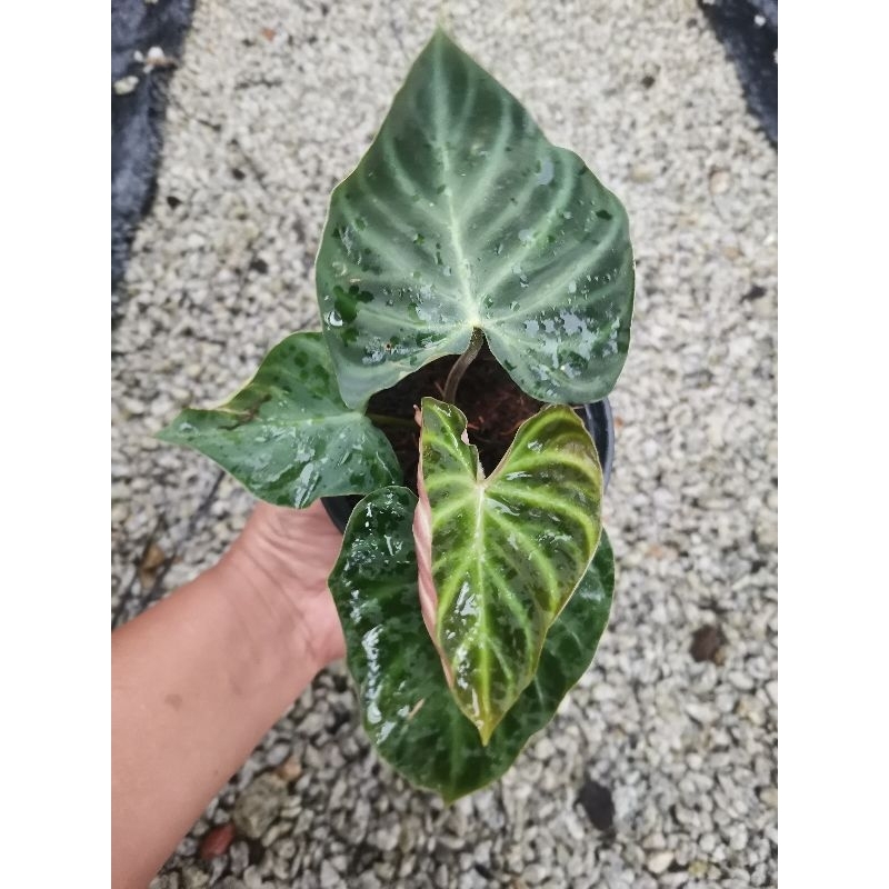 MURAH GILERR!!! Philodendron Verrucosum ( Indoor plants ) | Shopee Malaysia