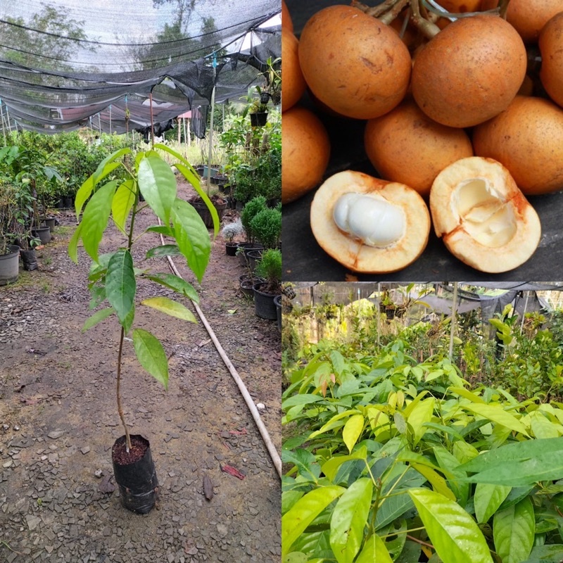 Anak Pokok Tampoi Hybrid (Kahwin) / Pokok Ngeke Hybrid Thai Murah ...