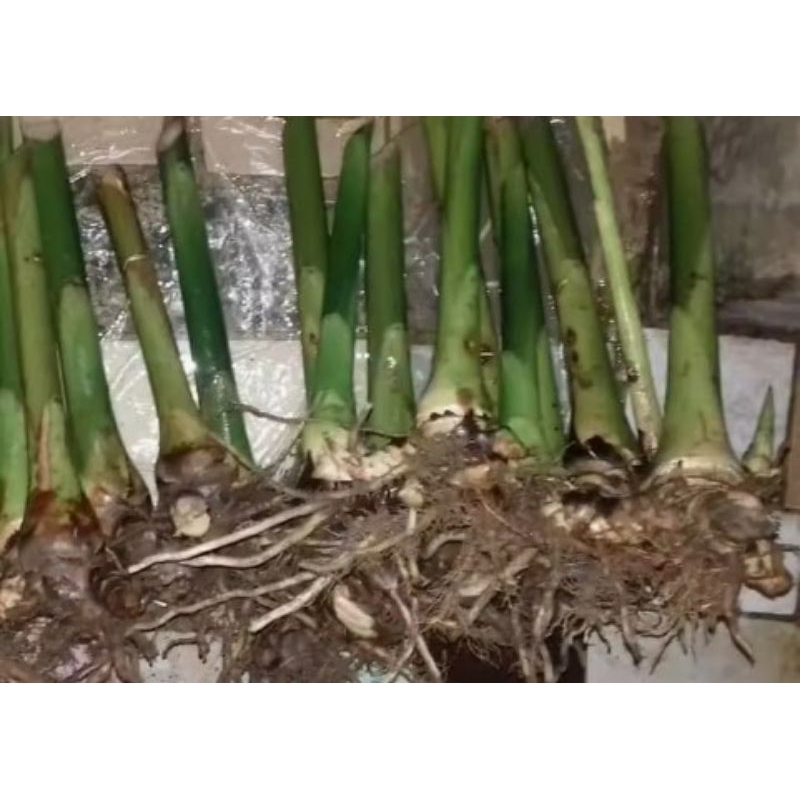 Rizom pokok kantan variasi merah | Shopee Malaysia