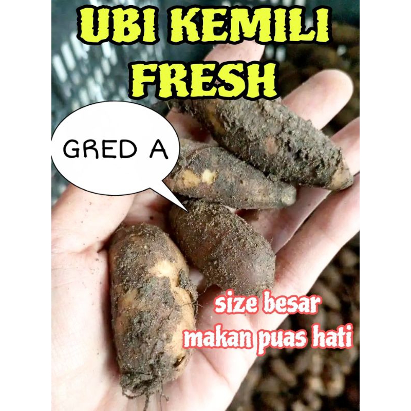 UBI KELIM 1KG GRED A FRESH DARI KEBUN / UBI KEMILI | Shopee Malaysia