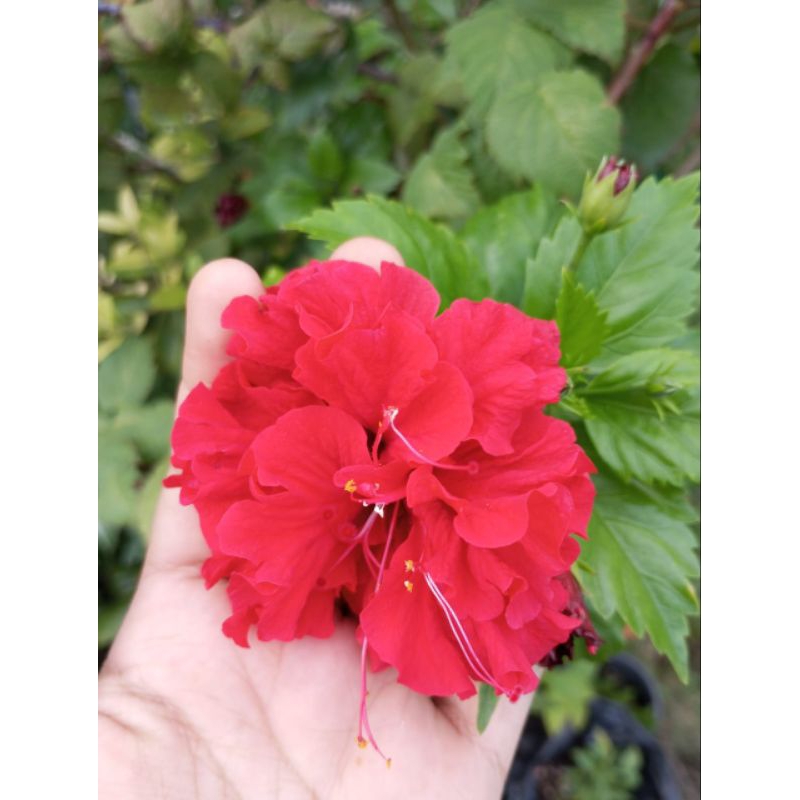 Keratan Pokok Bunga Raya Merah Double Red Hibiscus Flower Cutting ...