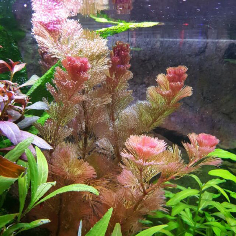 Cabomba / Hydrilla Aqua Plant natural aquarium plant pokok air akuatic ...