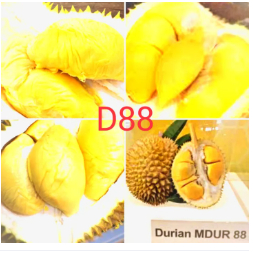 Anak Pokok Durian D88 2 Feet( Mdur88) Hybrid | Shopee Malaysia