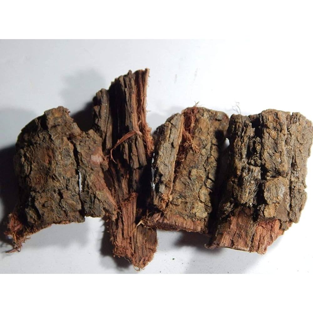 Kachnar Mountain Ebony bark / powder (varigated Bauhinia) orchid tree ...