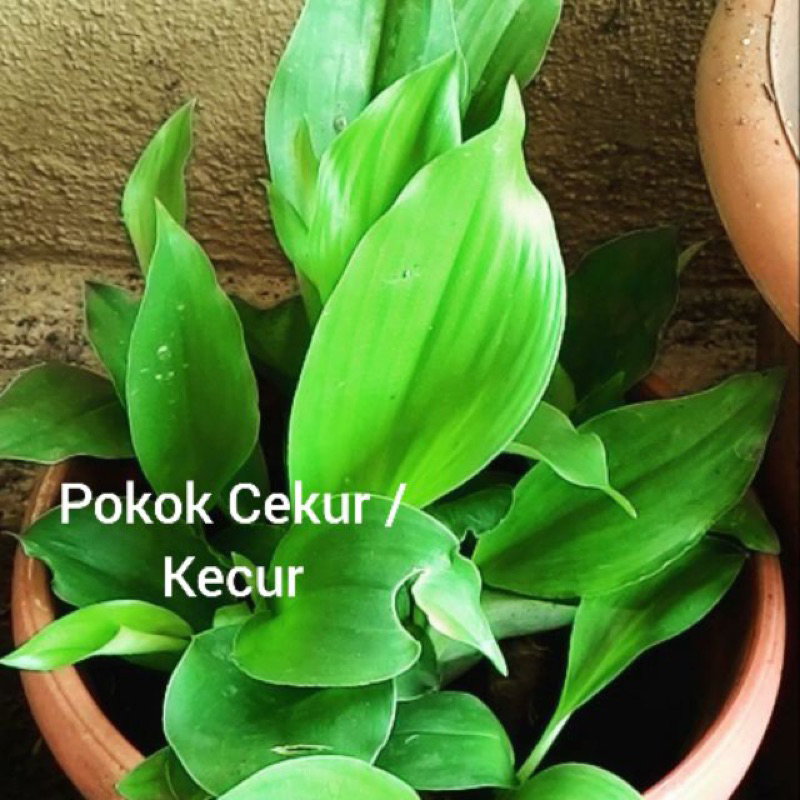 Pokok Cekur Hijau / Kencur | Shopee Malaysia