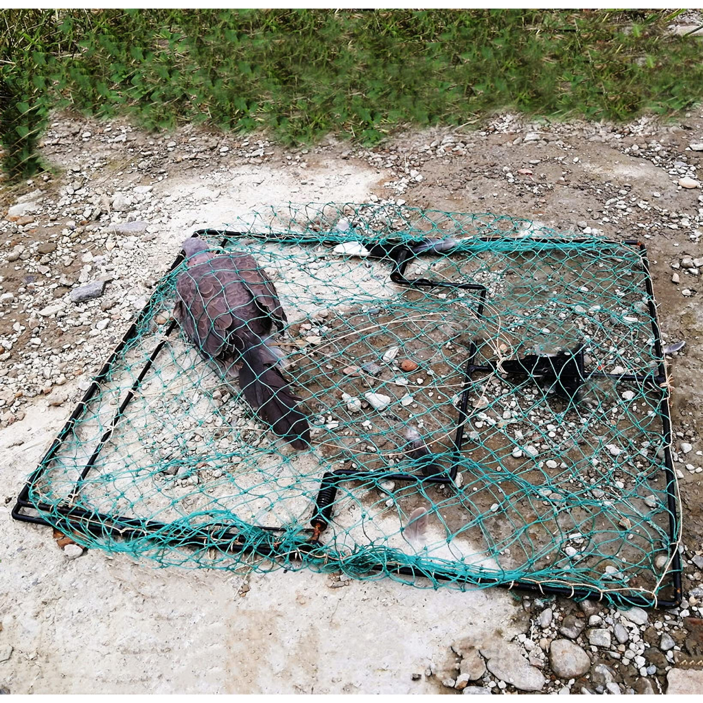 Chicken Traps, Bird Traps, Trapping Hunting Quail Cage Sparrow Spring ...