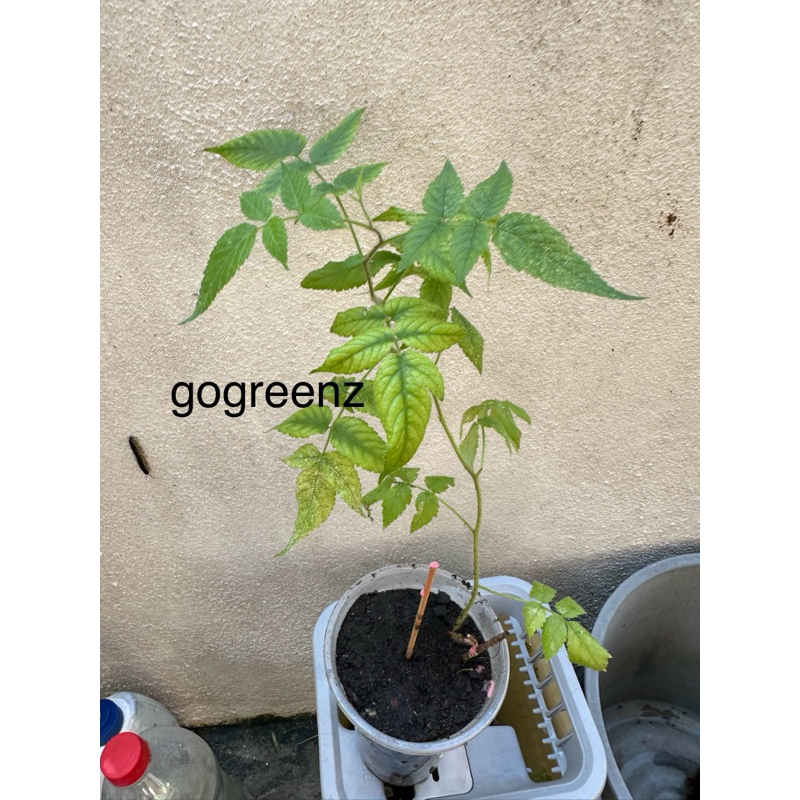 Pokok Raspberry Native🌿 ️ Buah kuning manis raspberry | Shopee Malaysia