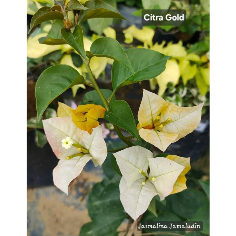 Bunga Kertas Bougainvillea Citra Gold | Shopee Malaysia