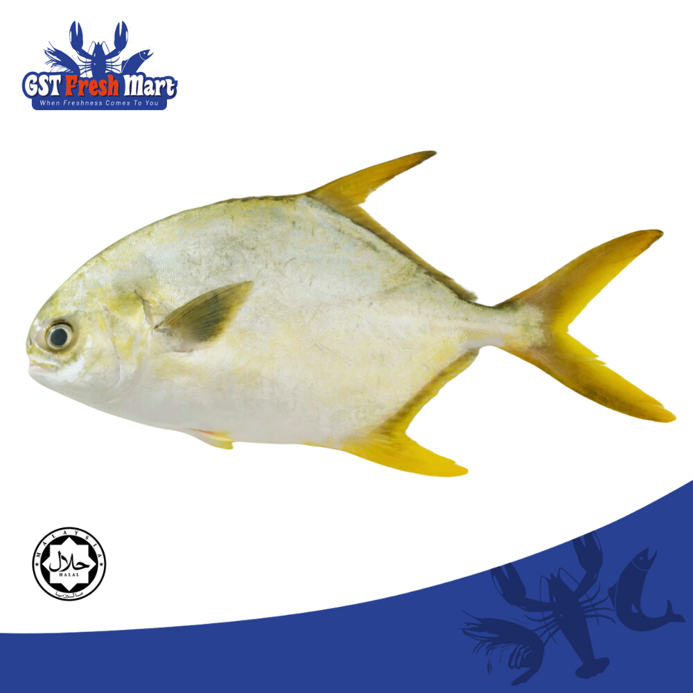 FROZEN GOLDEN POMFRET UNCLEANED 300-400GM/NOS 金鲳鱼 - GST FRESH MART ...