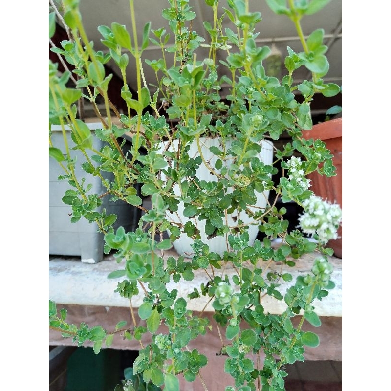 Marjoram, Marugu, Maruvu seeds | Shopee Malaysia