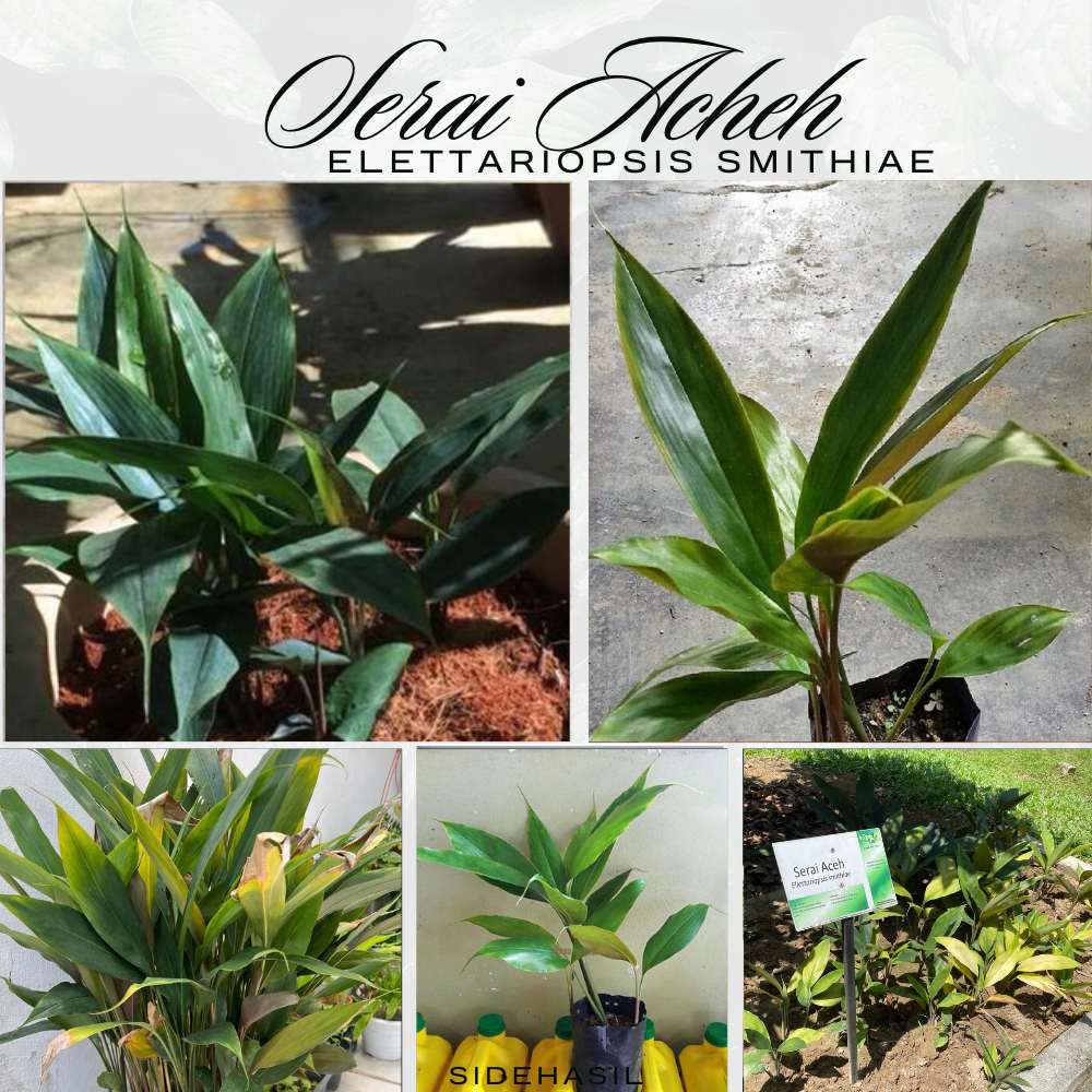(+gift) SERAI BUNIAN | Serai Acheh | Elettariopsis smithiae | Tepus ...