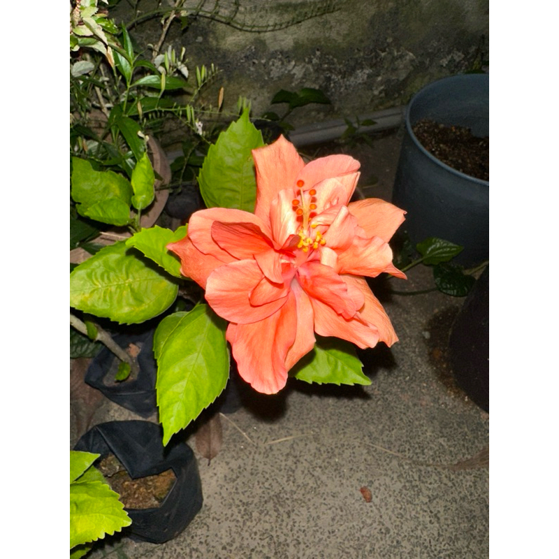 大红花 橙色双辧Anak Pokok Bunga Raya Orange Double Hibiscus | Shopee Malaysia