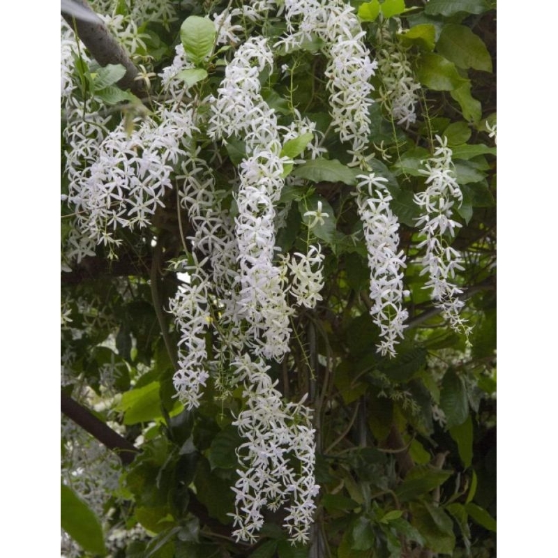 Pokok sandpaper vine putih | Shopee Malaysia