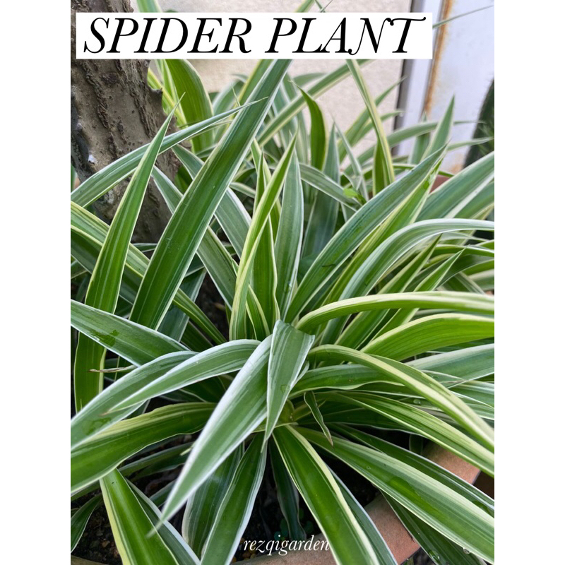 SPIDER PLANT (without pot and soil) - RezqiGarden | Shopee Malaysia