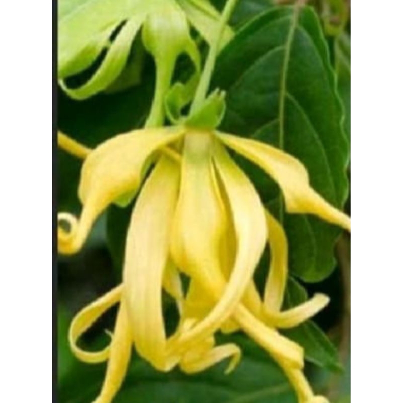 Pokok Bunga kenanga kuning keratan batang | Shopee Malaysia