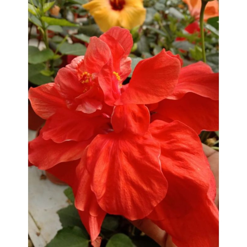 🔥🔥Bunga Raya Hybrid No.54🔥🔥 | Shopee Malaysia