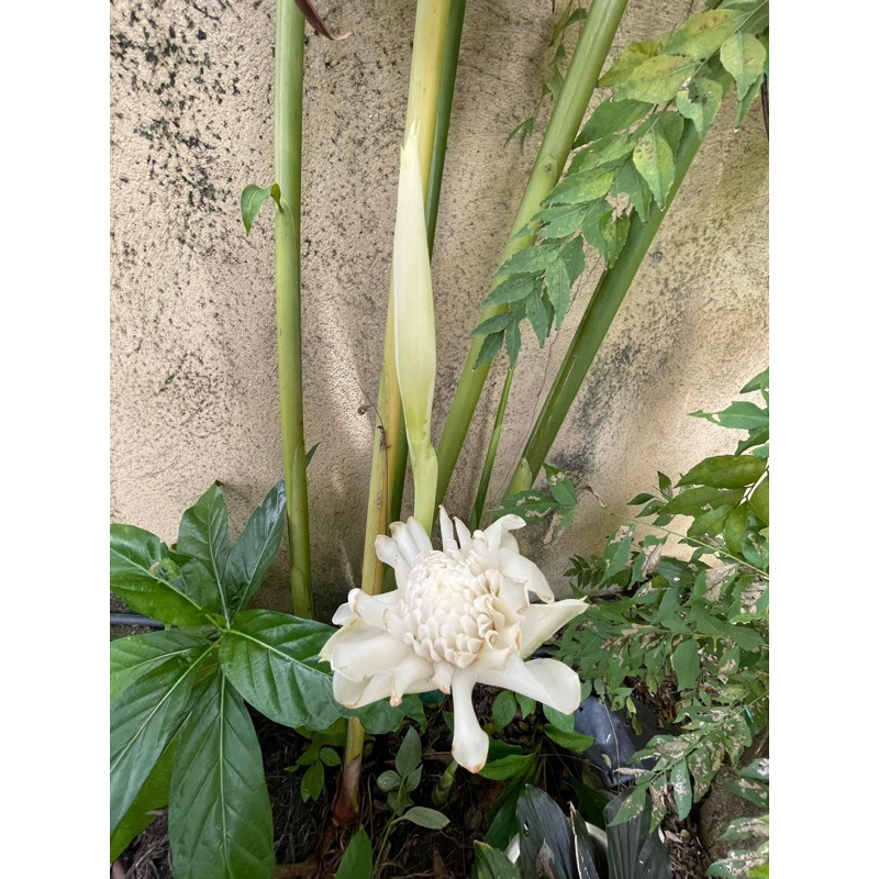 Anak pokok kantan putih | Shopee Malaysia