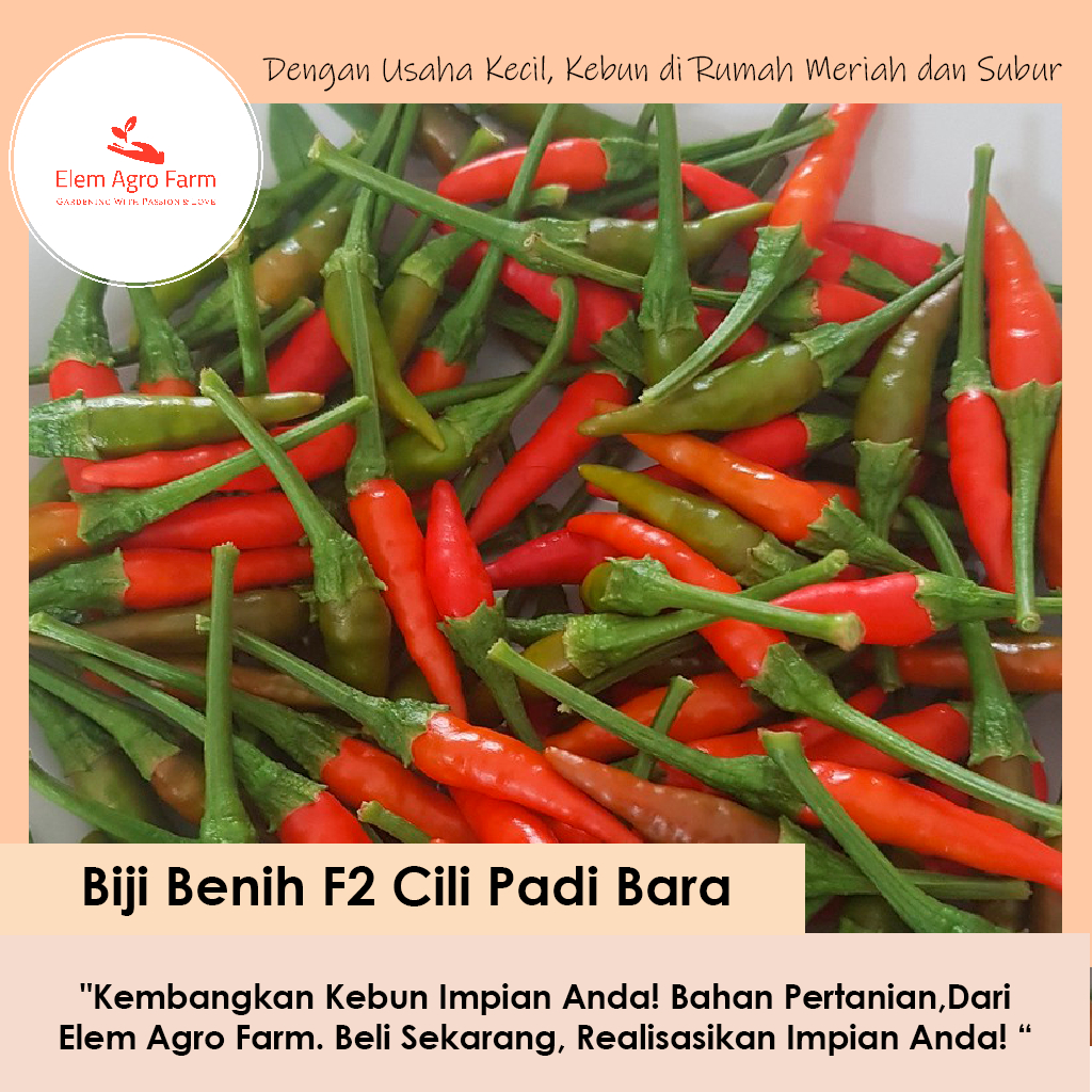 Benih Cili Api BARA Cili Api Pedas / Chili BARA Seed / cili api kampung ...
