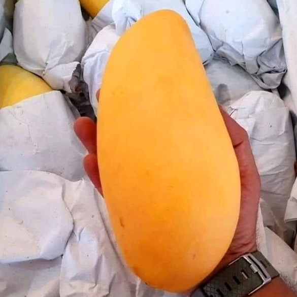 SWEET MANGGA KIM LENG GOLD ( HARUM MANIS) 1KG | Shopee Malaysia