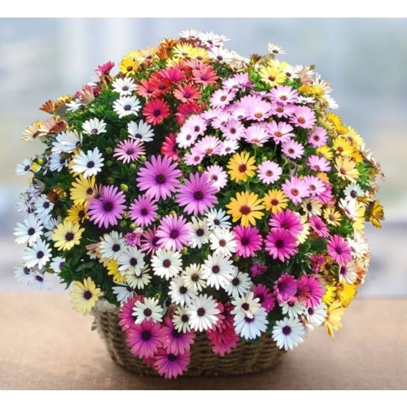 Mix daisy colourful 10 biji benih bunga daisy cantik pot friendly ...