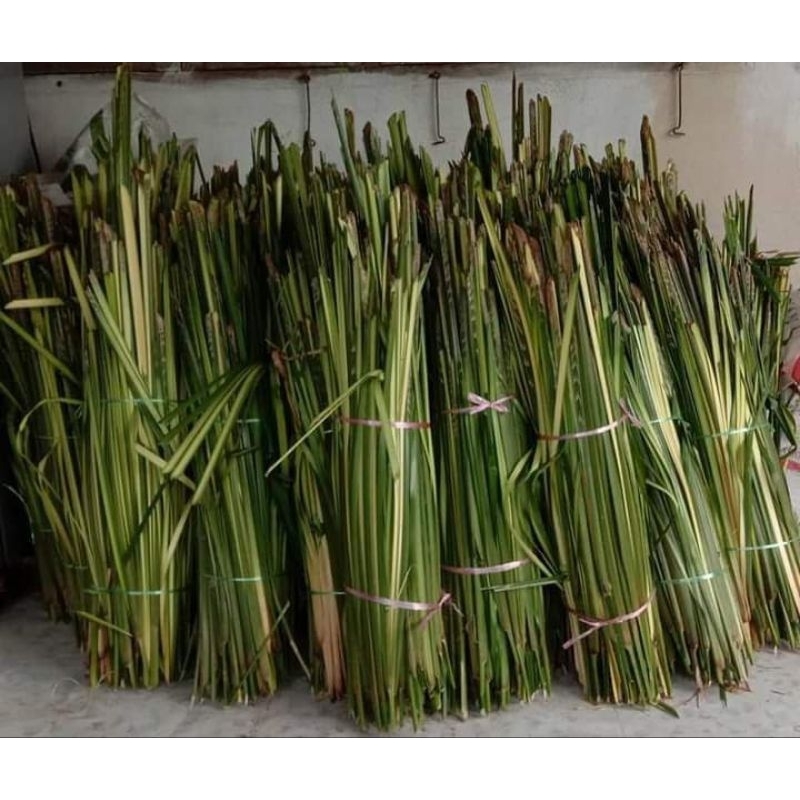 Daun Palas Ketupat (Daun baru) | Shopee Malaysia