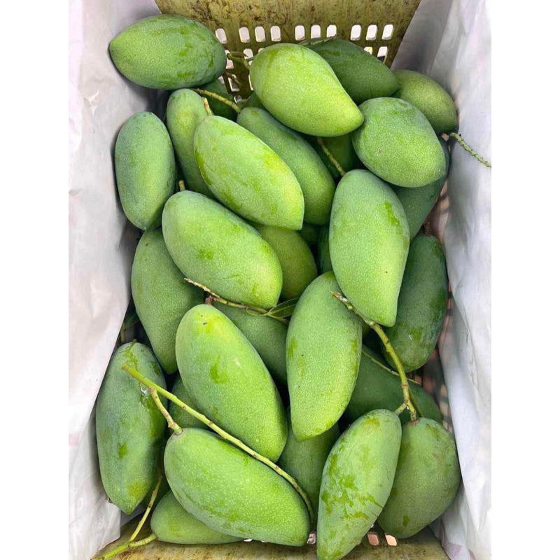 BUAH MANGGA LEMAK MUDA | PAUH LEMOK PUTIK | MANGGA ASAM BOI | MEMPELAM ...