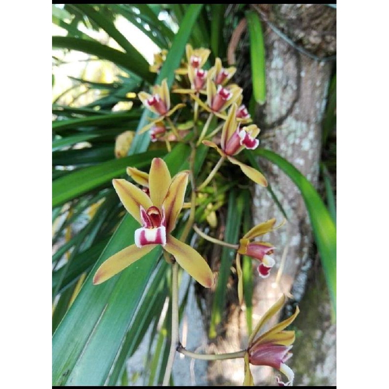 3 Pokok orkid hutan + free 5 pokok lemba | Shopee Malaysia