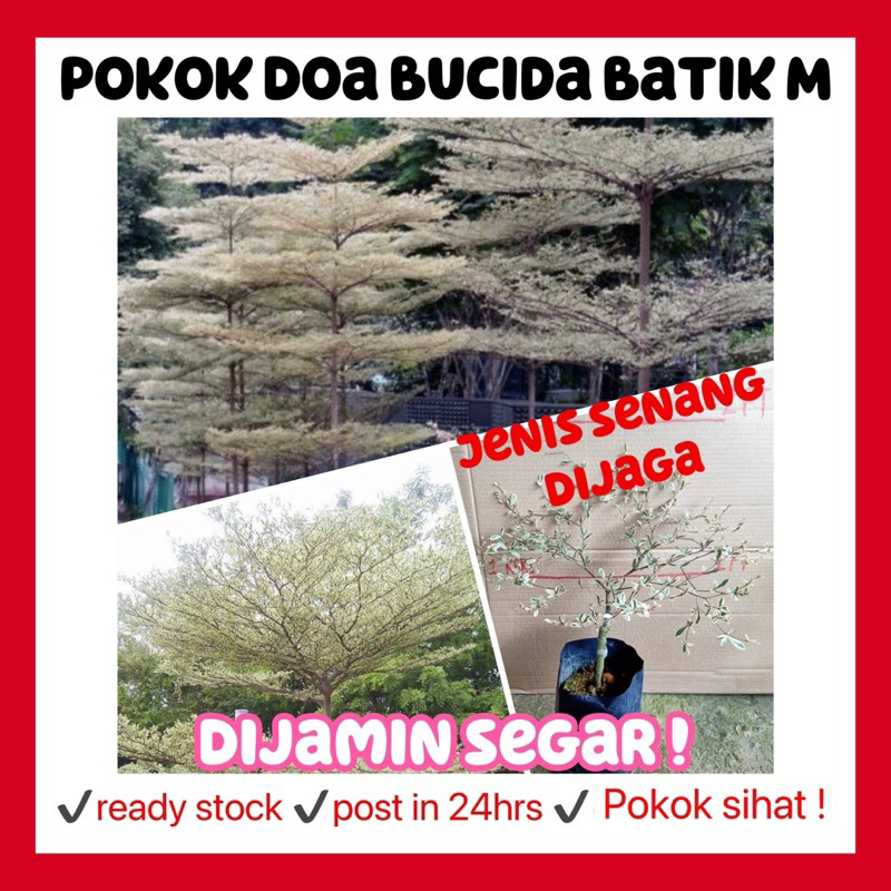 rina • anak pokok Doa bucida batik M • outdoor plant landscape full sun ...